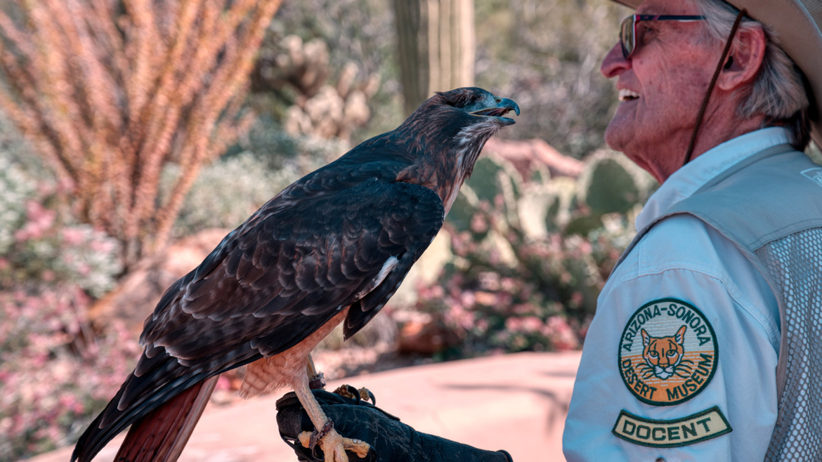 Ferruginous Hawk: Characteristics, Diet, Facts & More [Fact Sheet]