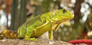 Are There Alligators in Virginia? Where and How to See Them