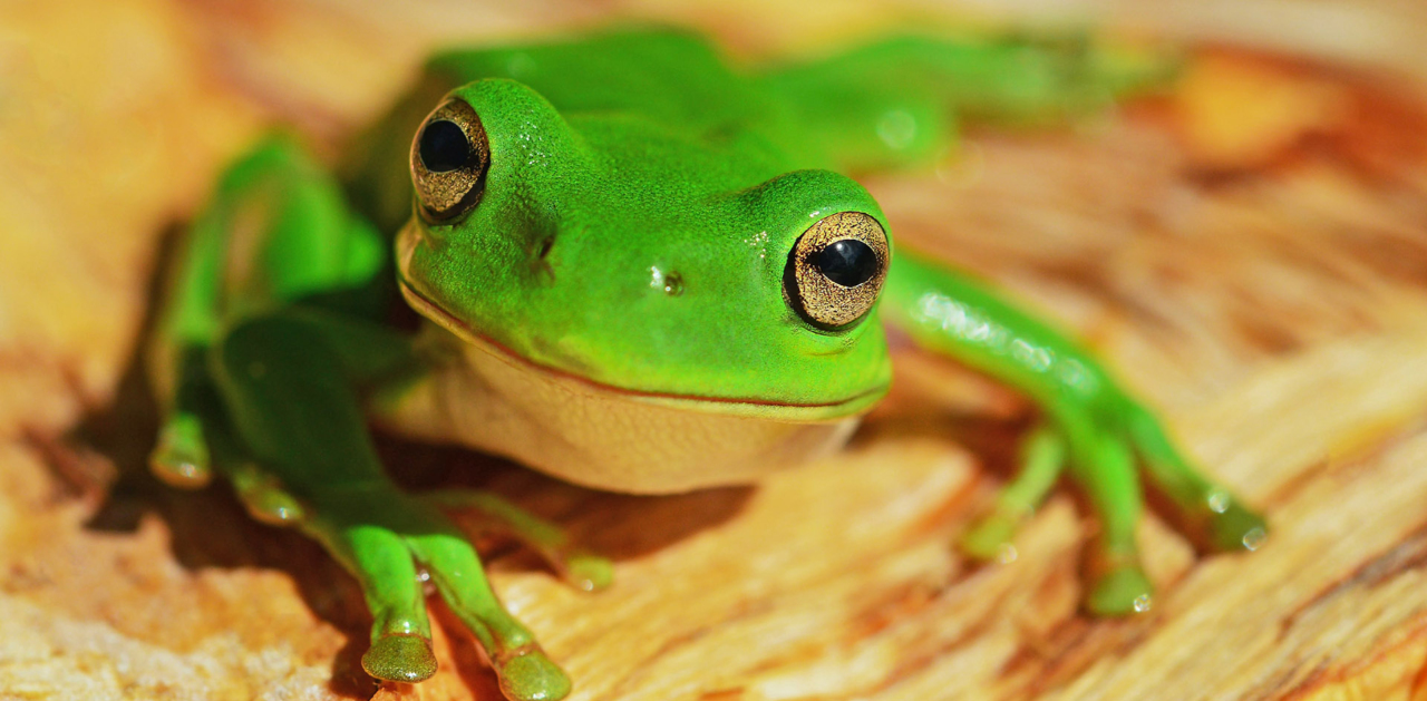 Bullfrog: Characteristics, Diet, Facts & More [Fact Sheet]