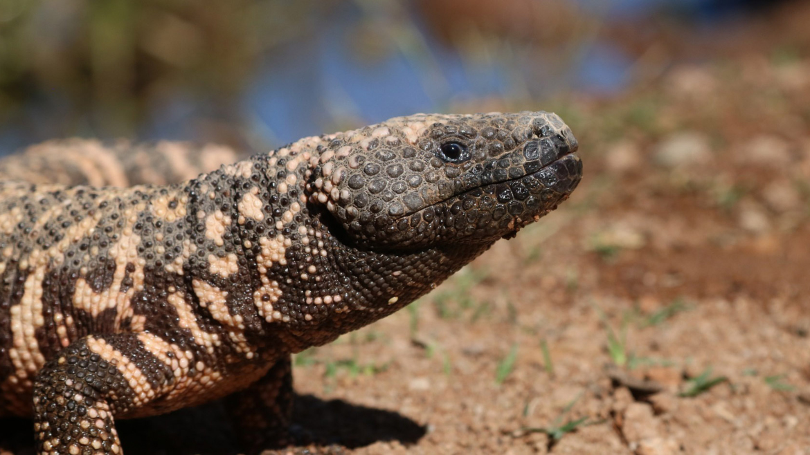 Basilisk Lizard: Characteristics, Diet, Facts & More [Fact Sheet]