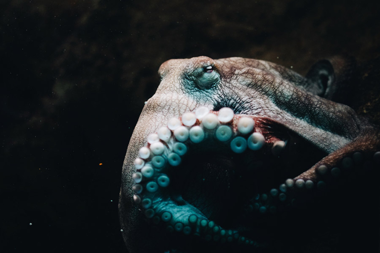 What Do Octopuses Eat - All About The Octopus Diet