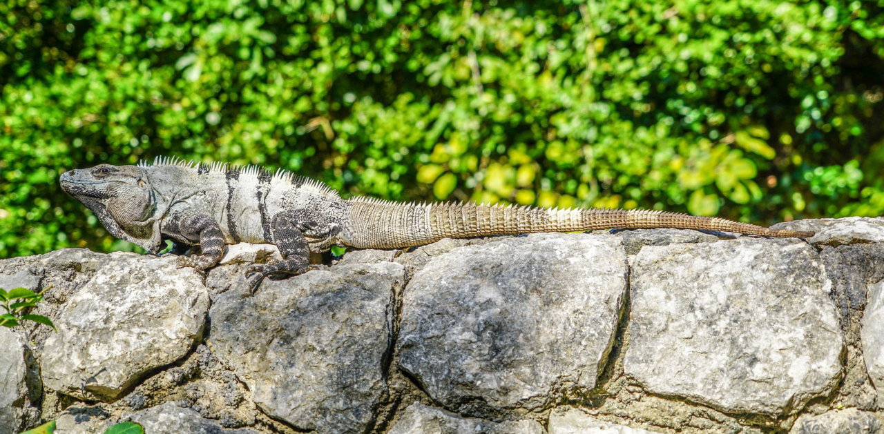 Are There Alligators in Virginia? Where and How to See Them