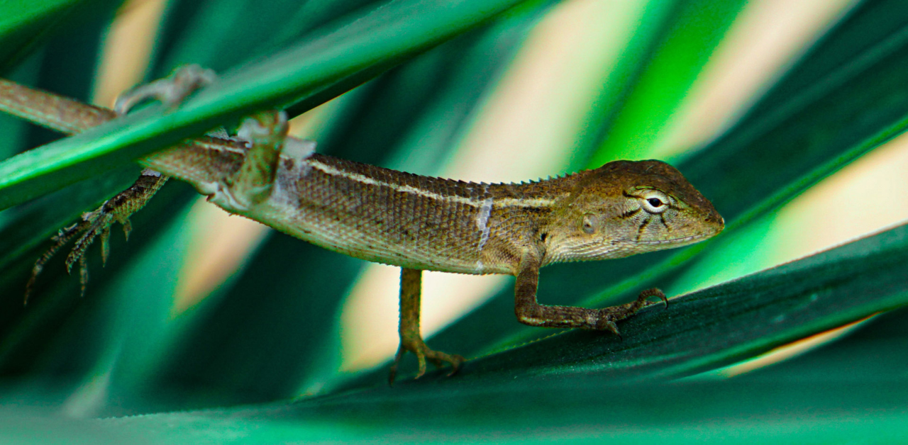 Basilisk Lizard: Characteristics, Diet, Facts & More [Fact Sheet]