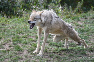 11 Animals With Impressive Fangs