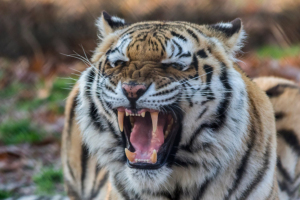 Tiger Communication: How Do Tigers Communicate With Each Other?