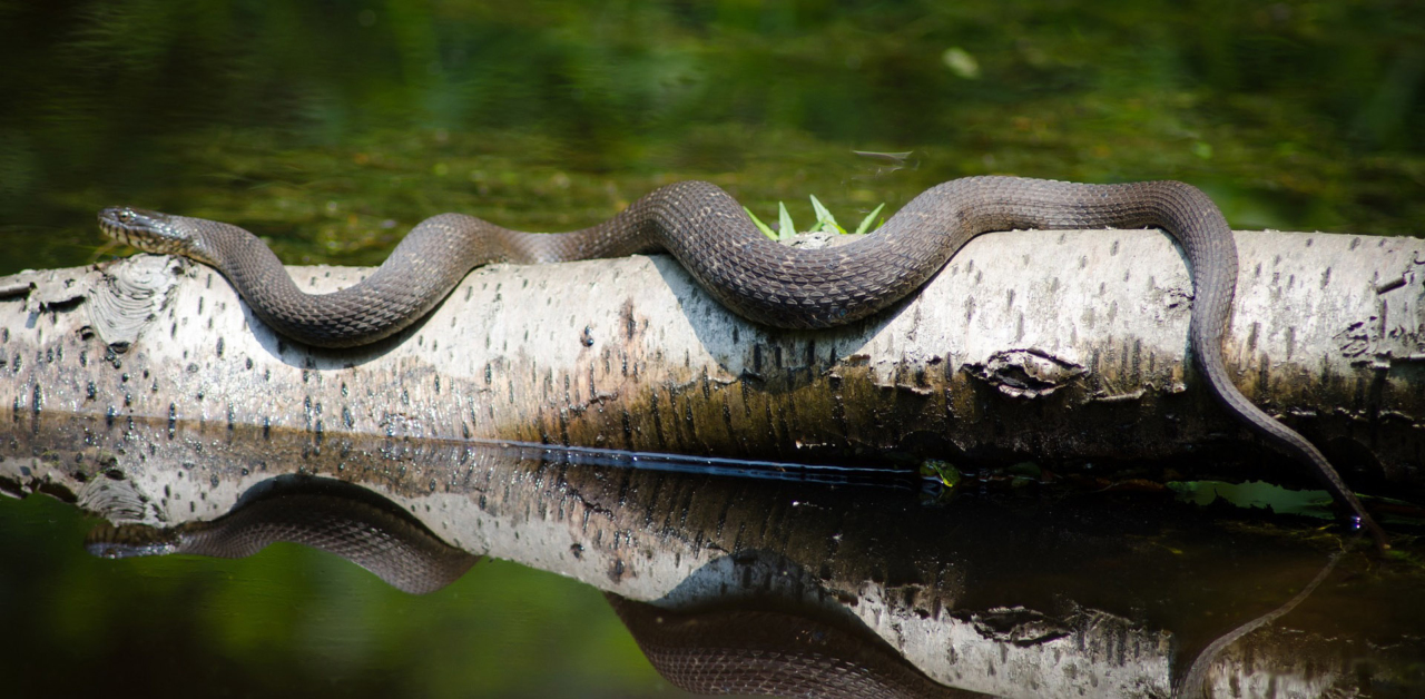 How Long Do Alligators Live? Understanding the Alligator Lifespan