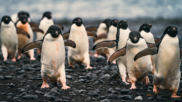 What Do Penguins Eat? Learn More About The Penguin's Diet
