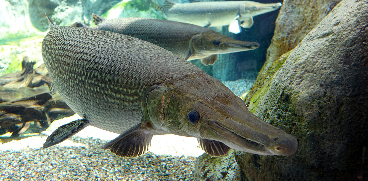 Alligator Gar: Characteristics, Diet, Facts & More [Fact Sheet]