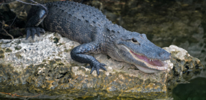 Alligator Sounds: What Are They and What Do They Mean?