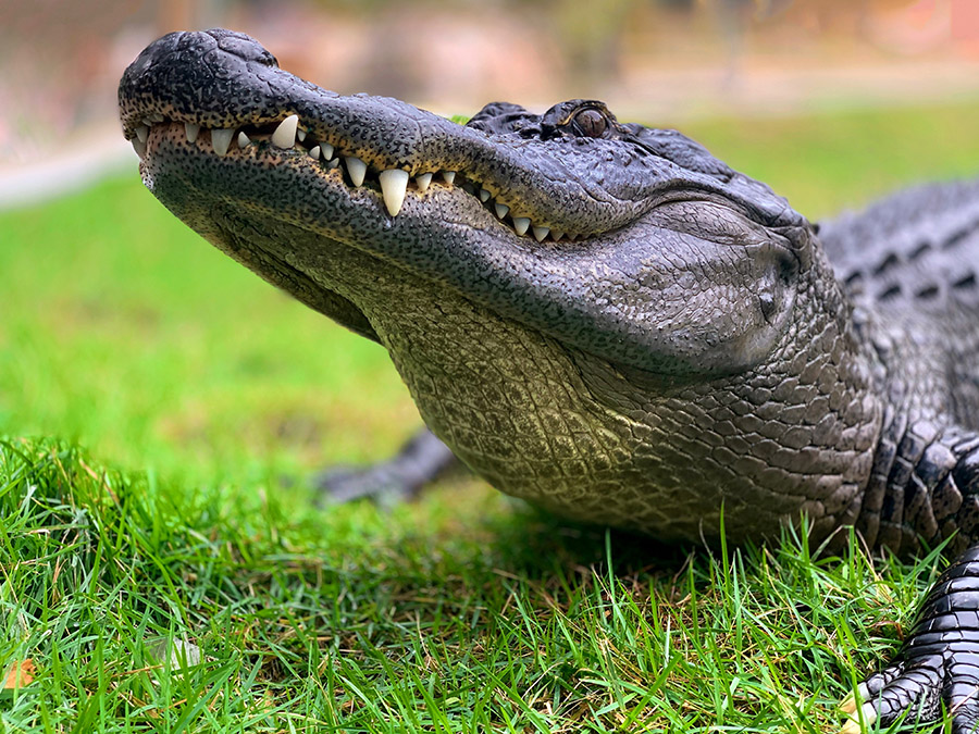 American Alligator: Characteristics, Diet, Facts & More [Fact Sheet]