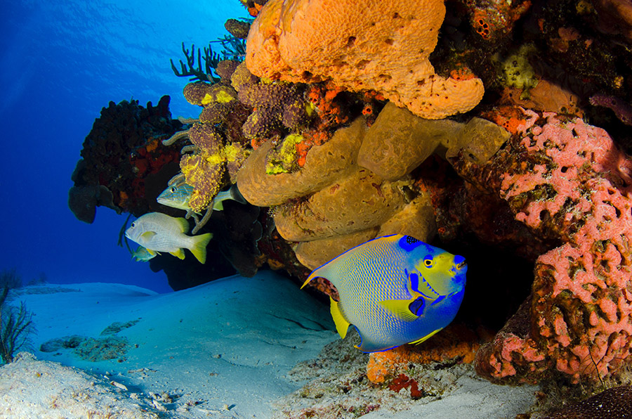 Saltwater Angelfish: Characteristics, Diet, Facts & More [Fact Sheet]