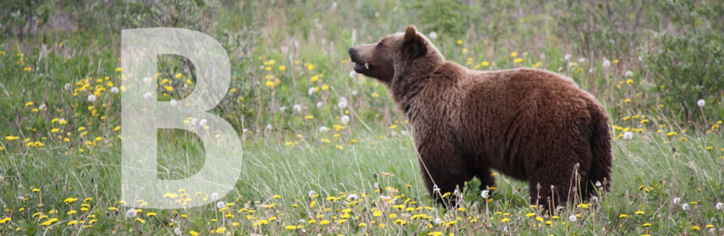 What Are Non-Mammals? What You Need to Know