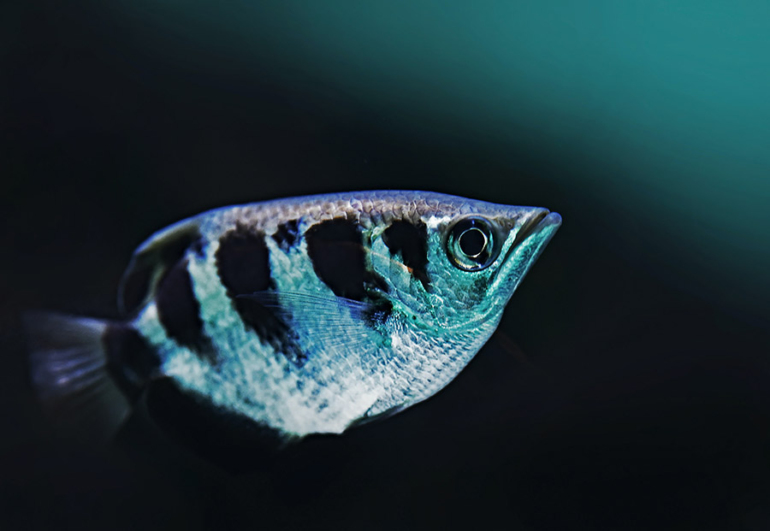 Archerfish: Characteristics, Diet, Facts & More [Fact Sheet]