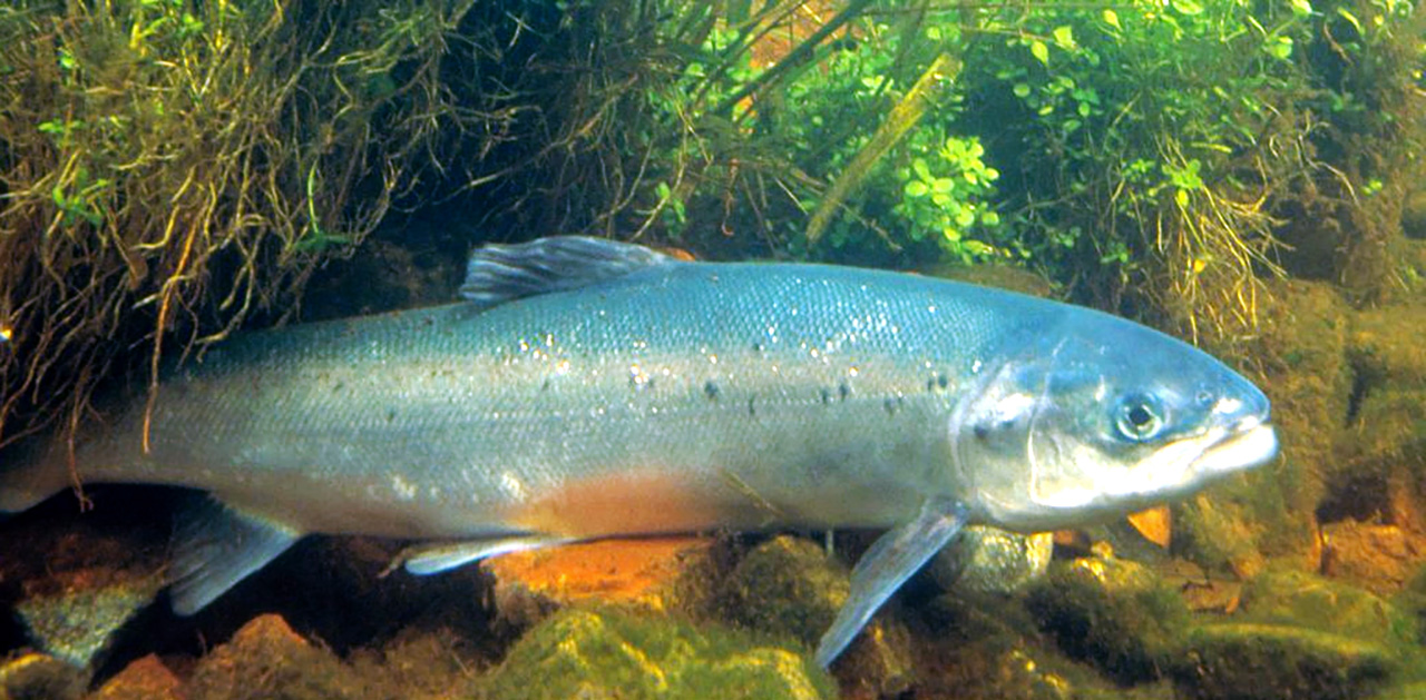 Atlantic Salmon: Characteristics, Diet, Facts & More [Fact Sheet]