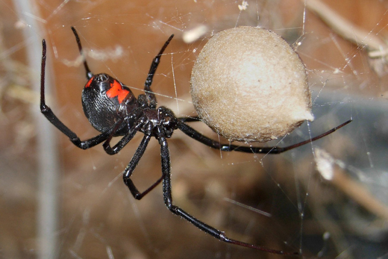 The 13 Most Striking Black Animals (With Pictures)