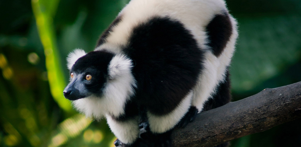 12 Incredible Bright Red Animals (With Pictures)