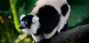 10 Skinny Animals That Showcase the Beauty of Nature's Diversity