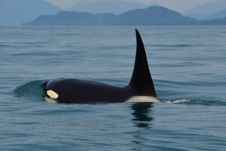 20 Striking Black and White Animals (With Pictures)
