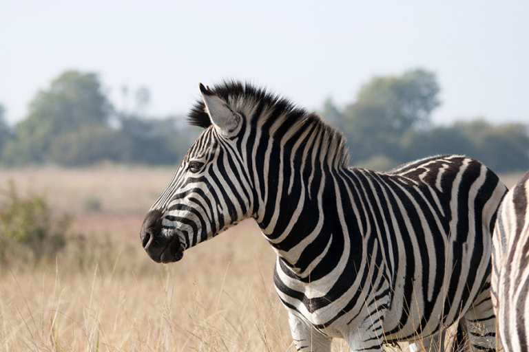 20 Striking Black and White Animals (With Pictures)