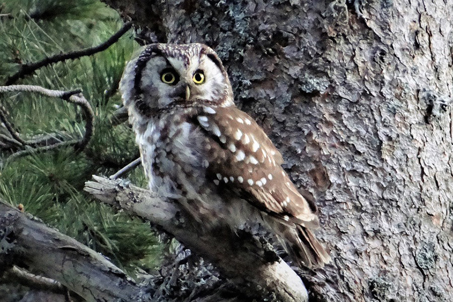 All 13 Owl Species Found In Wyoming With Pictures Info 