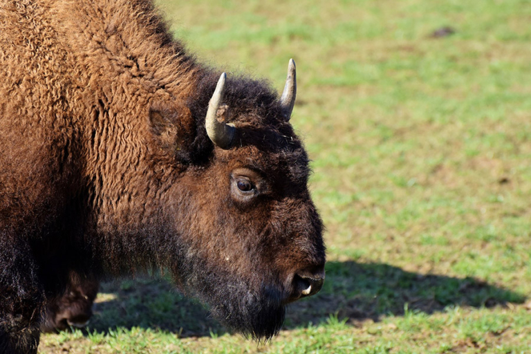 12 Fascinating Brown Animals (With Pictures)
