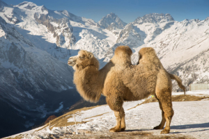 12 Fascinating Brown Animals (With Pictures)