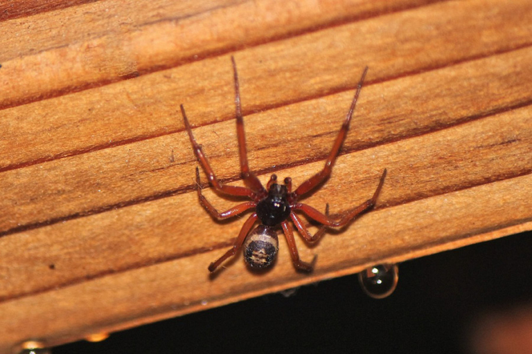 12 Fascinating Brown Animals (With Pictures)