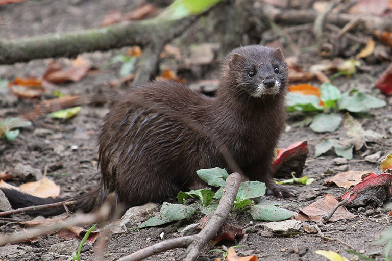 12 Fascinating Brown Animals (With Pictures)