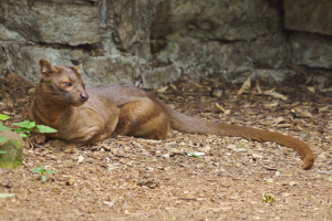 12 Fascinating Brown Animals (With Pictures)
