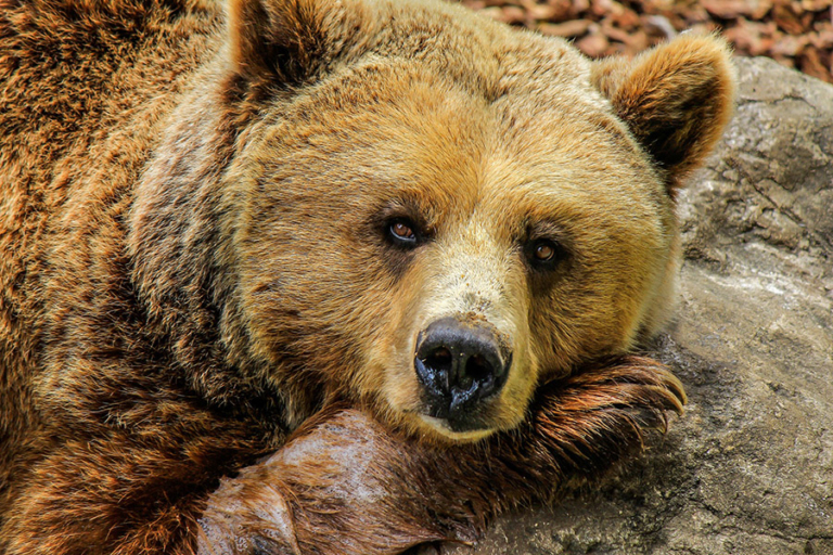 12 Fascinating Brown Animals (With Pictures)