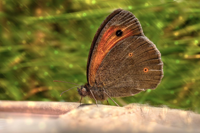 12 Fascinating Brown Animals (With Pictures)