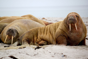 12 Fascinating Brown Animals (With Pictures)