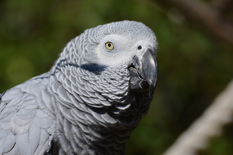 12 Fascinating Grey Animals (With Pictures)