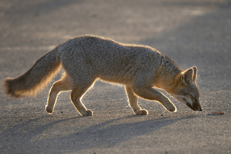 12 Fascinating Grey Animals (With Pictures)