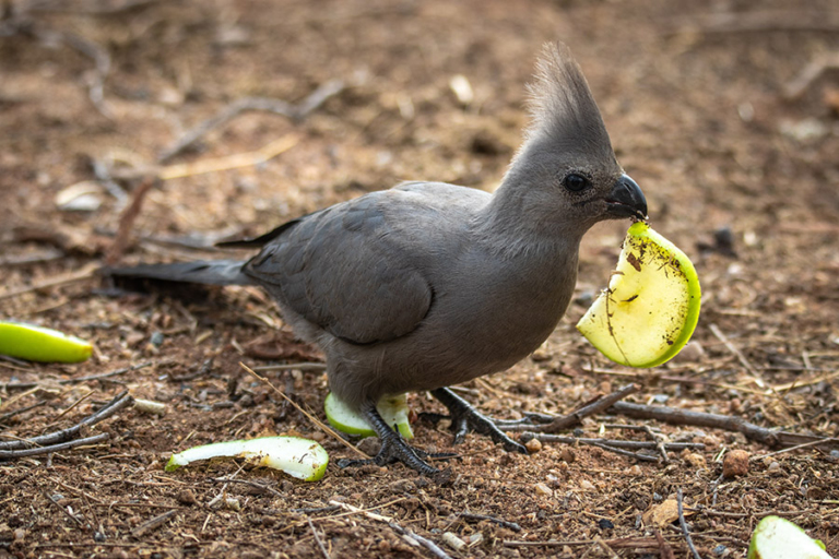 12 Fascinating Grey Animals (With Pictures)