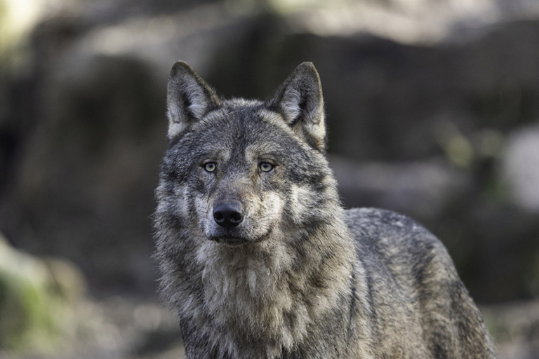 12 Fascinating Grey Animals (With Pictures)