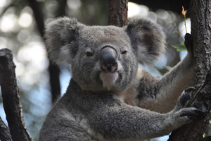 12 Fascinating Grey Animals (With Pictures)