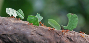 List of 4-Letter Insects - With Interesting Facts and Pictures