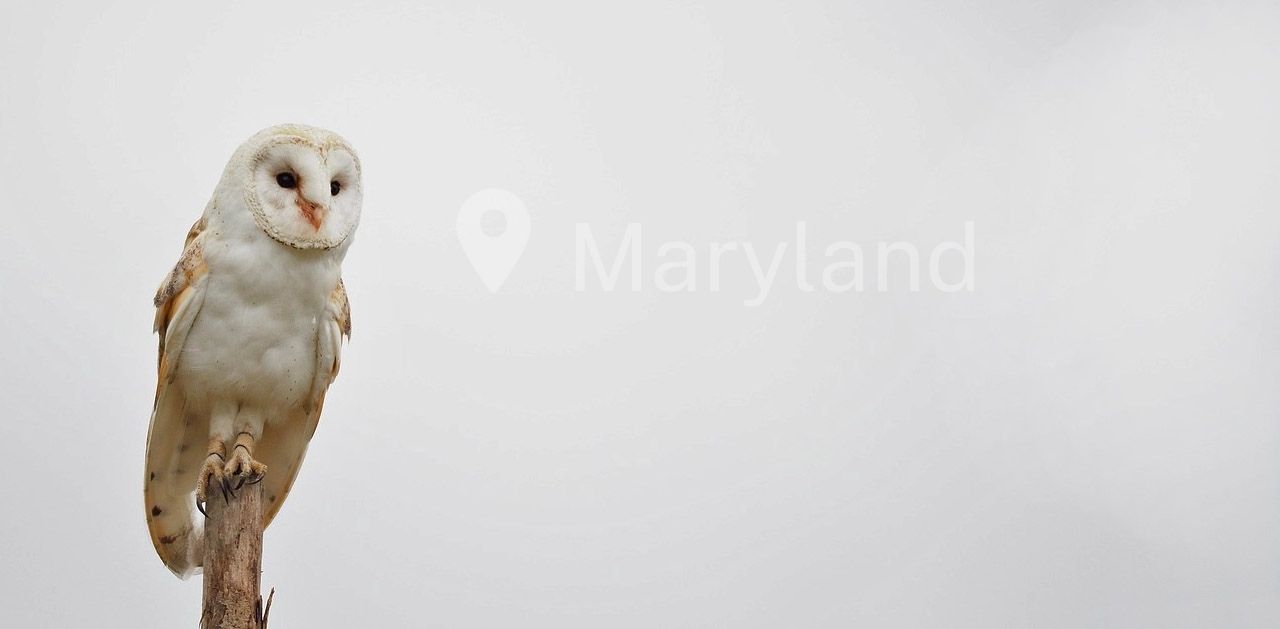List of 3-Letter Birds - With Interesting Facts and Pictures