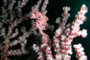 12 Lovely Pink Animals (With Pictures)