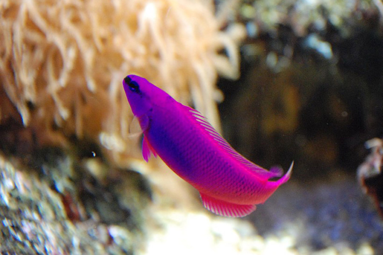 12 Stunning and Real Purple Animals (With Pictures)