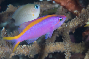 12 Stunning and Real Purple Animals (With Pictures)