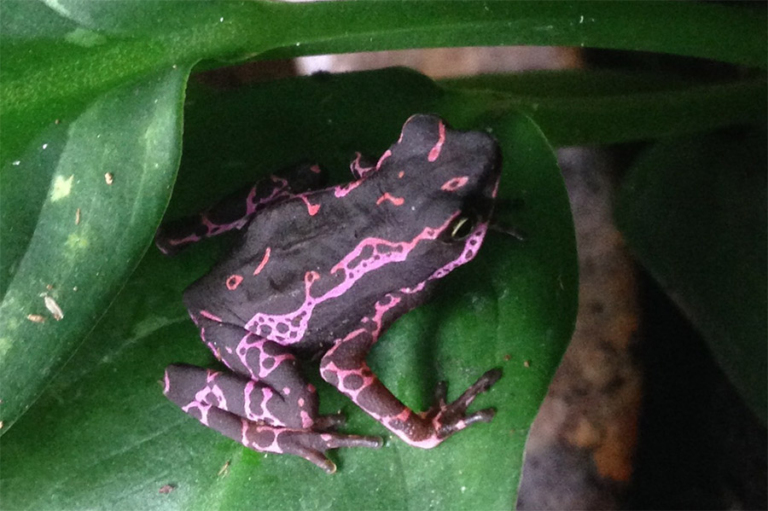 12 Stunning and Real Purple Animals (With Pictures)