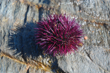 12 Stunning and Real Purple Animals (With Pictures)