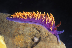 12 Stunning and Real Purple Animals (With Pictures)