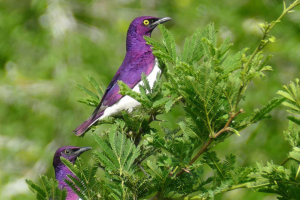 12 Stunning and Real Purple Animals (With Pictures)