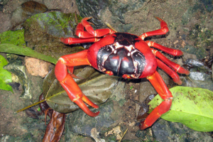 12 Incredible Bright Red Animals (With Pictures)