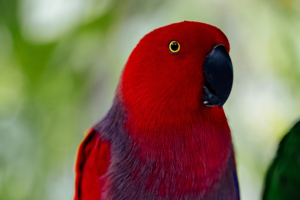 12 Incredible Bright Red Animals (With Pictures)