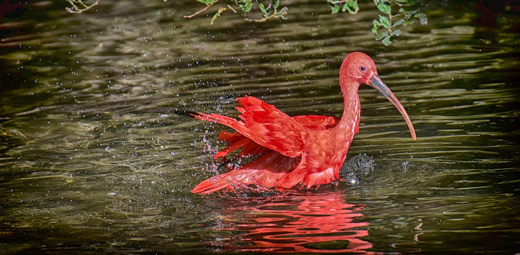 10 Cleanest Animals: Nature's Exemplars of Hygiene and Purity