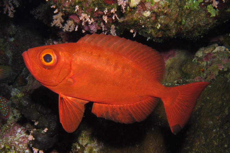 12 Incredible Bright Red Animals (With Pictures)